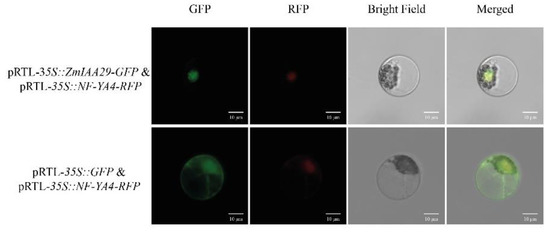 Over-Expression of ZmIAA29, an AUX/IAA Transcription Factor, Improved ...