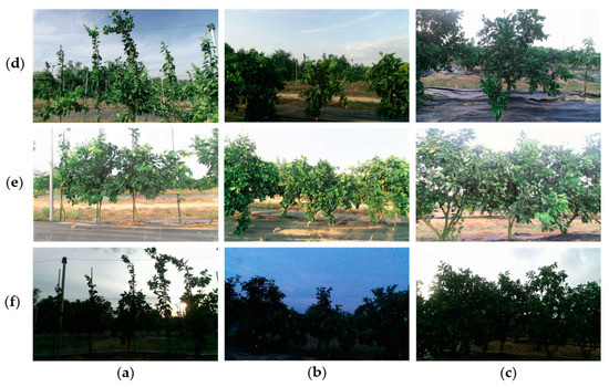 Citrus Tree Canopy Segmentation of Orchard Spraying Robot Based on RGB-D Image and the Improved ...