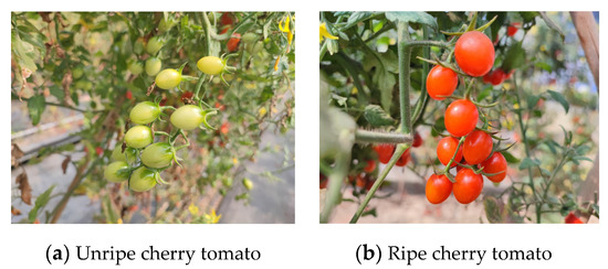 A Lightweight Cherry Tomato Maturity Real-Time Detection Algorithm Based on Improved YOLOV5n