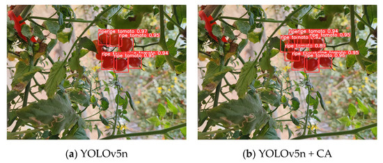 A Lightweight Cherry Tomato Maturity Real-Time Detection Algorithm ...