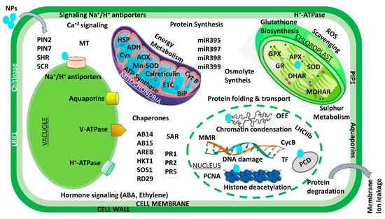 Agronomy | Free Full-Text | Plant–Nanoparticle Interactions: Transcriptomic and Proteomic Insights