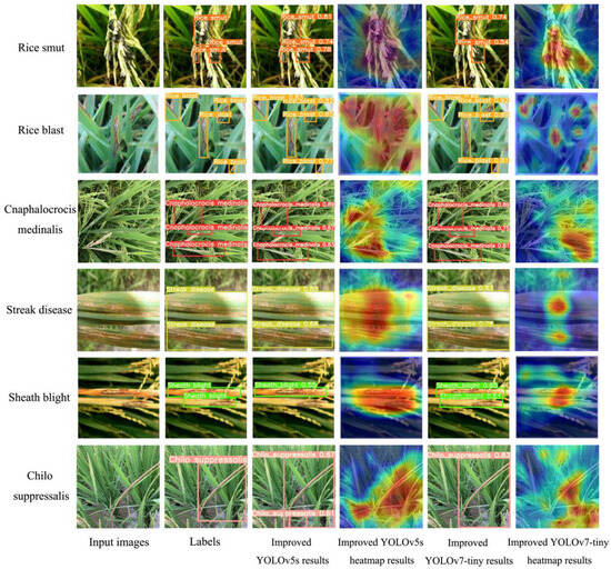 Agronomy | Free Full-Text | Deep-Learning-Based Rice Disease and Insect ...