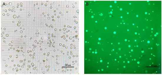 Optimization of Protoplast Preparation System from Leaves and ...