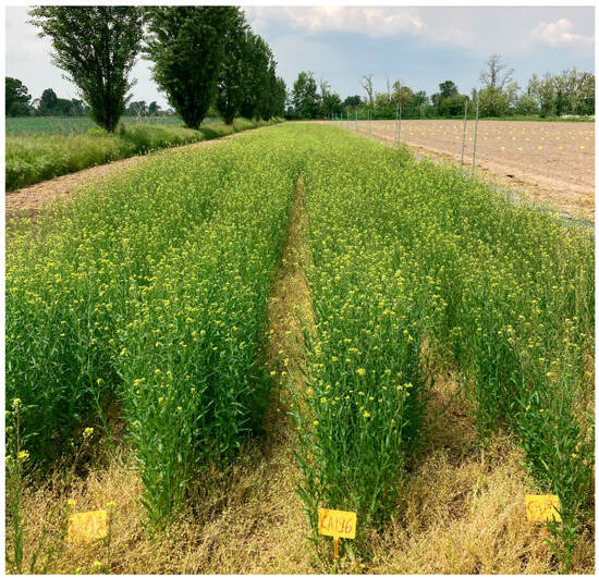 Camelina sativa (L.) Crantz as a Promising Cover Crop Species with ...