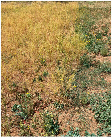 Camelina sativa (L.) Crantz as a Promising Cover Crop Species with ...