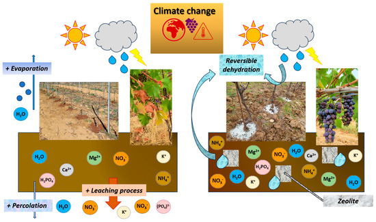 Effects of Global Warming on Grapevine Berries Phenolic Compounds—A Review
