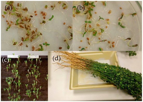 Seed Treatment Potential for the Improvement of Lucerne Seed ...