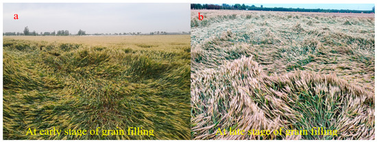 Agronomy | Free Full-Text | Improving Stem Lodging Resistance, Yield ...