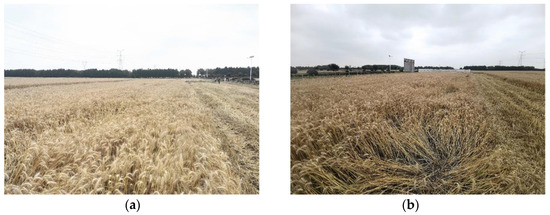 Agronomy | Free Full-Text | Wheat Lodging Direction Detection for ...