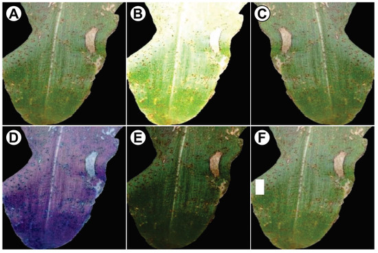Enhancing Corn Pest and Disease Recognition through Deep Learning: A ...