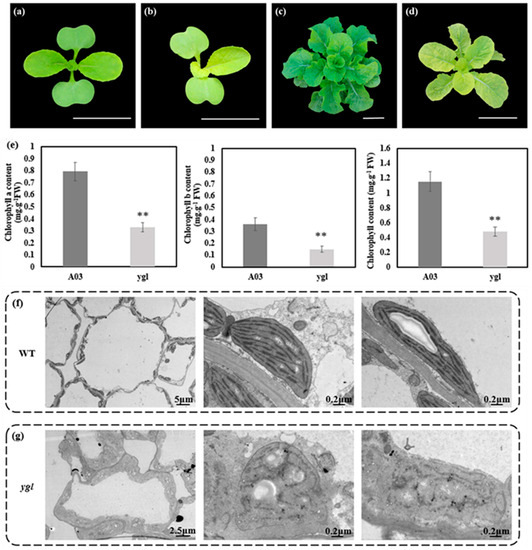 Transcriptome Analysis Reveals Association of Photosynthesis and ...