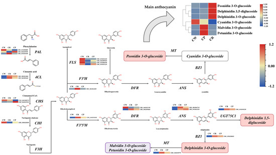 Integrated Transcriptomics and Metabolomics Analysis Reveal Anthocyanin Biosynthesis for Petal ...