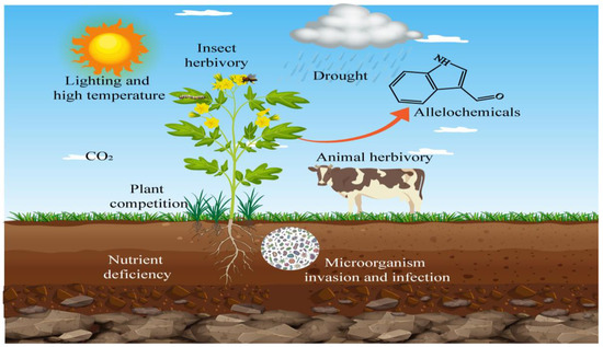Plant Allelopathy in Response to Biotic and Abiotic Factors