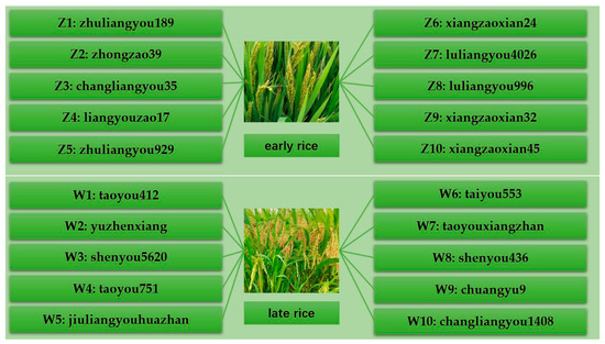 Locality Preserved Selective Projection Learning for Rice Variety Identification Based on Leaf ...