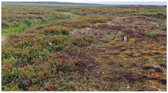 The Molecular Composition of Peat Organic Matter and Prospects for Its ...