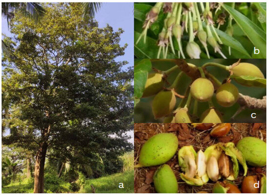 Nutritional, Functional Properties and Applications of Mee (Madhuca ...