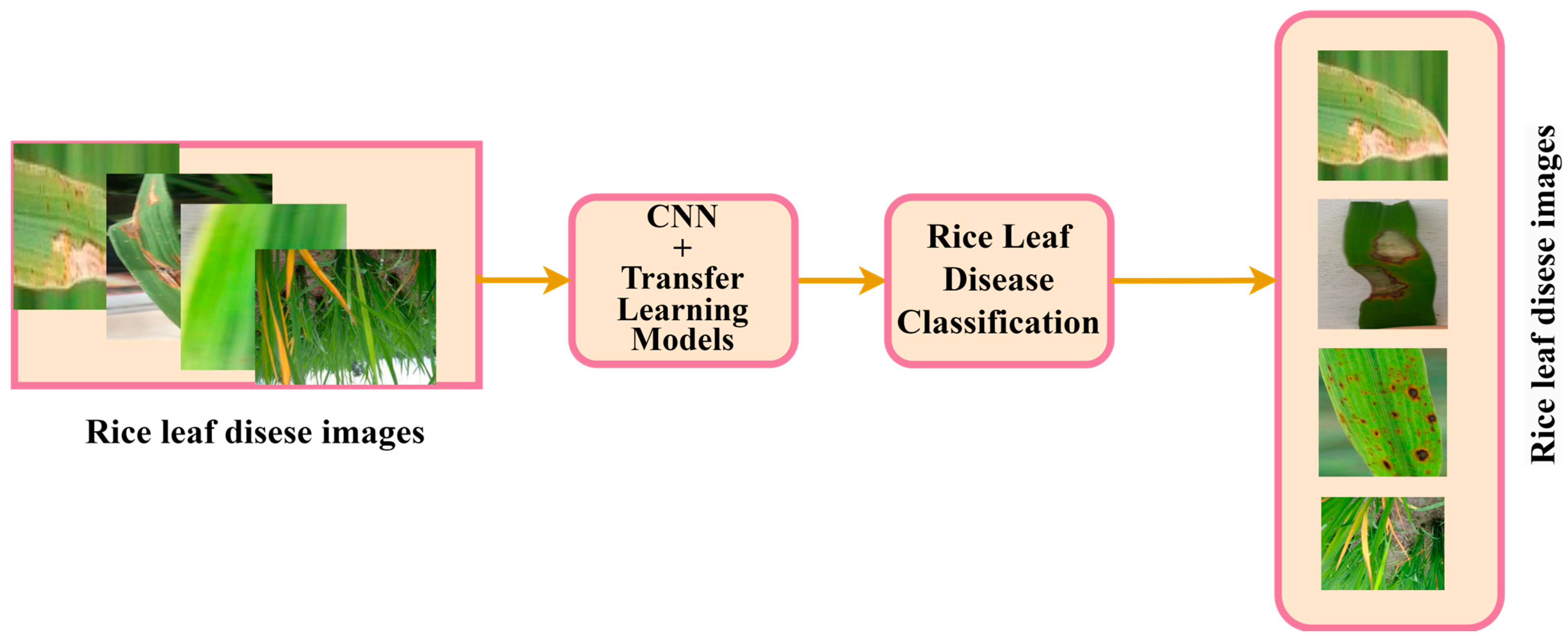 Agronomy Free Full Text Federated Transfer Learning For Rice Leaf