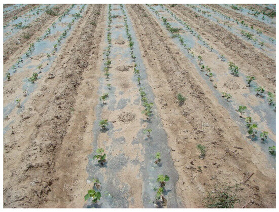 Mitigating Salinity Stress and Improving Cotton Productivity with ...