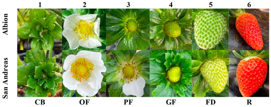 Model Development of the Phenological Cycle from Flower to Fruit of ...