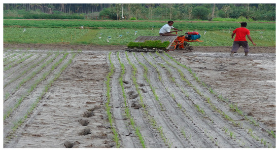 Comparison of System of Rice Intensification Applications and ...