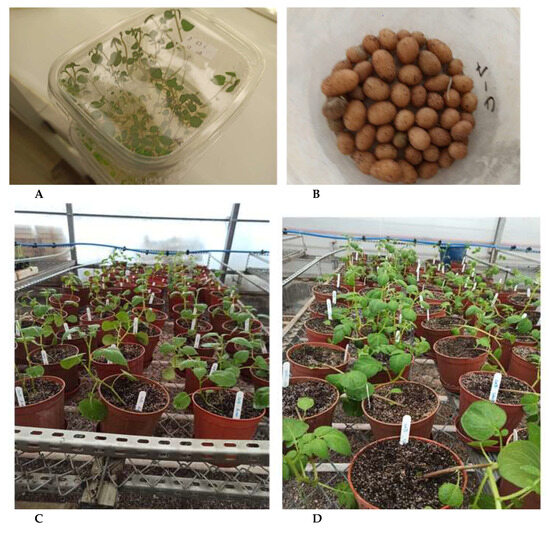 Enhancing Seed Potato Production from In Vitro Plantlets and Microtubers through Biofertilizer ...