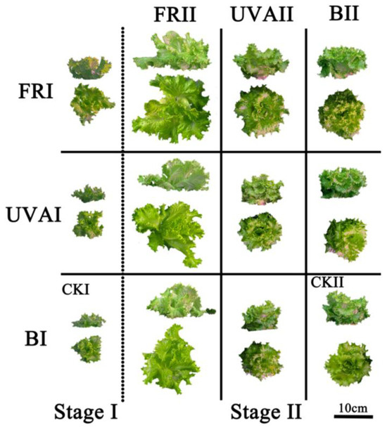 Effects of Substituting B with FR and UVA at Different Growth Stages on ...