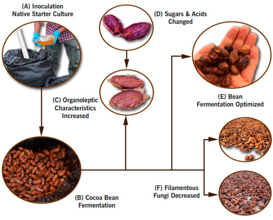 Inoculum of a Native Microbial Starter Cocktail to Optimize Fine-Aroma Cocoa (Theobroma cacao ...