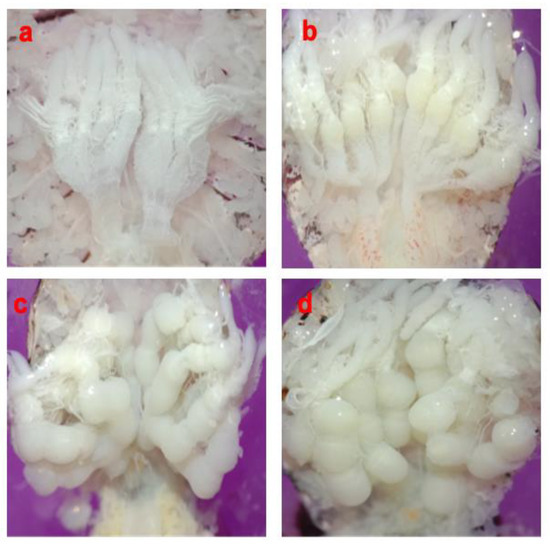 Low-Temperature-Induced Winter Dormancy in a Predatory Stink Bug ...