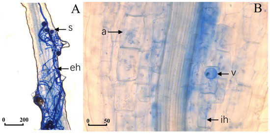 Effects of Arbuscular Mycorrhizal Fungi on Growth and Nutrient ...