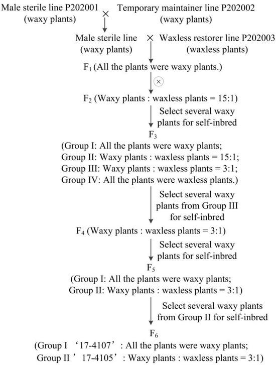 Mapping of the Waxy Gene in Brassica napus L. via Bulked Segregant ...