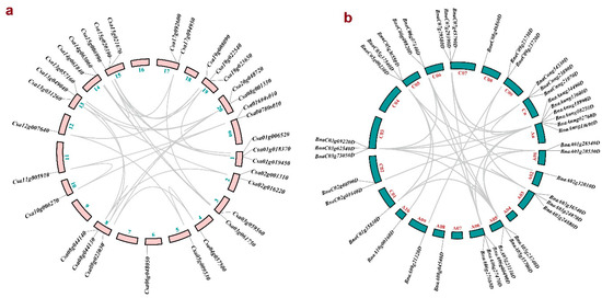 Comparative Analysis of Phospholipase D (PLD) Gene Family in Camelina ...