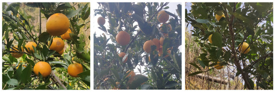 Improved YOLOv7-Tiny Complex Environment Citrus Detection Based on ...