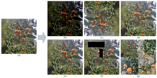 Improved YOLOv7-Tiny Complex Environment Citrus Detection Based on Lightweighting