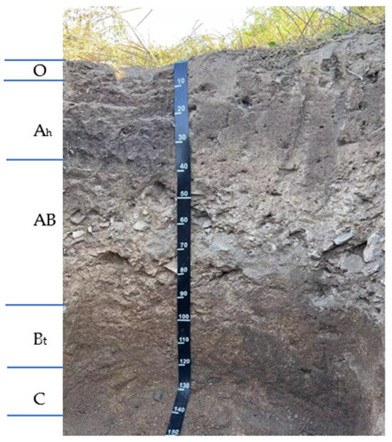 Effect of Metal Cations with Different Valences on the Humus ...