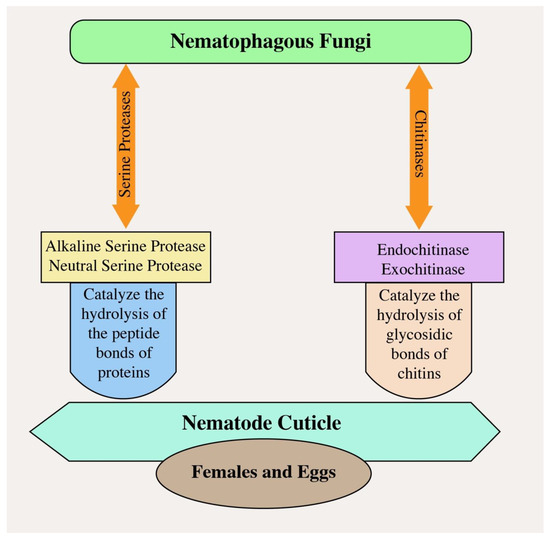 Predacious Strategies of Nematophagous Fungi as Bio-Control Agents