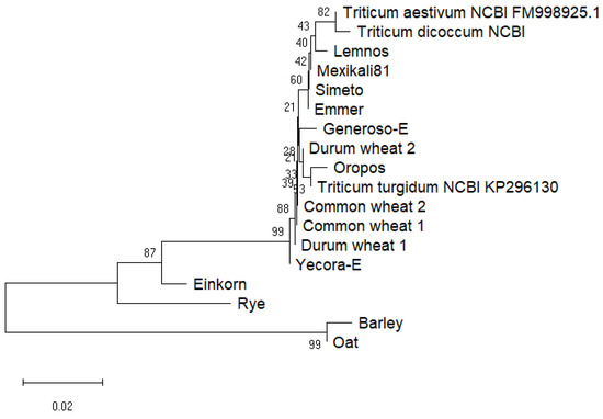 Valorizing Traditional Greek Wheat Varieties: Phylogenetic Profile and ...