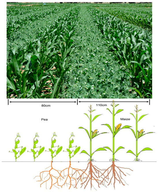Microbial Community Shifts with Soil Properties and Enzyme Activities ...