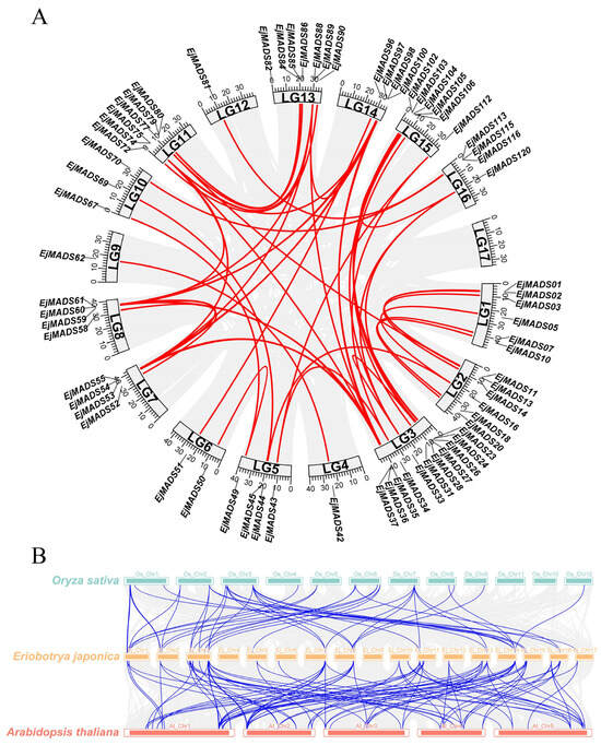 Genome-Wide Characterization of MADS-box Genes Identifies Candidates ...