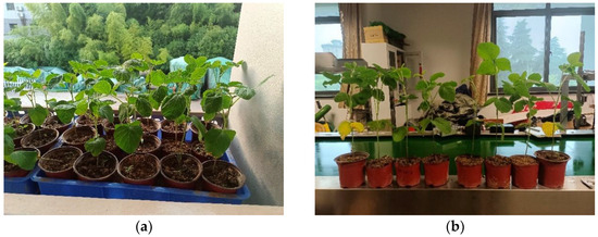 Research and Experiment on Soybean Plant Identification Based on Laser ...