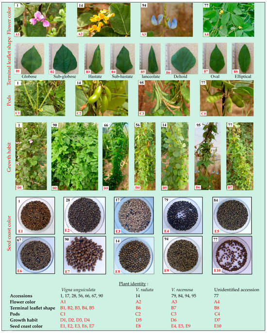 Agronomy | Free Full-Text | Agro-Morphological Variability of Wild ...