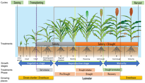 Agronomic and Physiological Traits Response of Three Tropical Sorghum ...