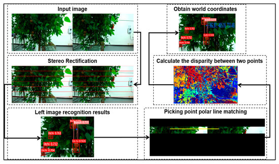 Agronomy | Free Full-Text | A Performance Analysis of a Litchi Picking Robot System for Actively ...