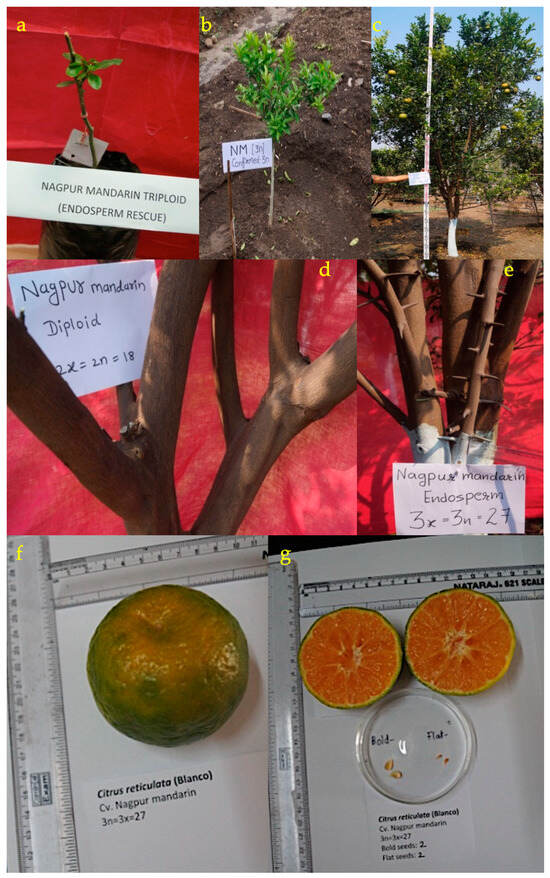 Development of Triploid Seedless Nagpur Mandarin (Citrus reticulata ...