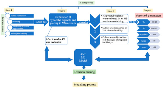 Modeling Callus Induction and Regeneration in Hypocotyl Explant of ...