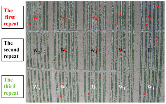 Effect of Regulated Deficit Irrigation on the Growth, Yield, and ...