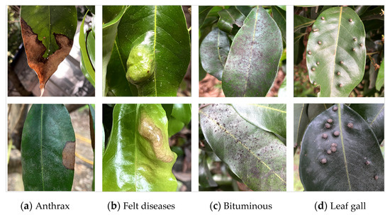 Real-Time Lightweight Detection of Lychee Diseases with Enhanced YOLOv7 ...