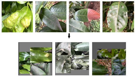 Real-Time Lightweight Detection of Lychee Diseases with Enhanced YOLOv7 ...