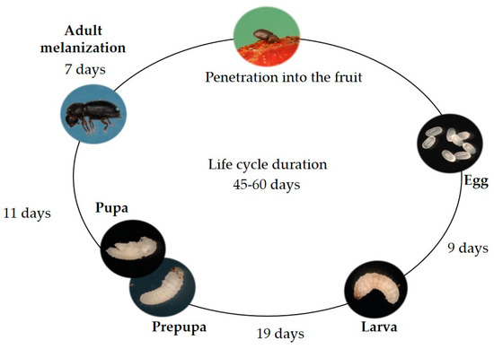 Sustainable Strategies for the Control of Pests in Coffee Crops