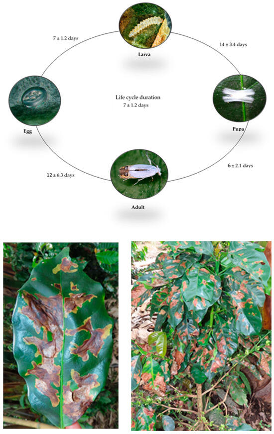Sustainable Strategies for the Control of Pests in Coffee Crops