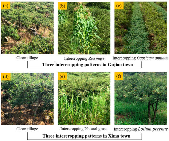 Effect of Intercropping on Fruit Yield and Financial Benefits of Rosa ...